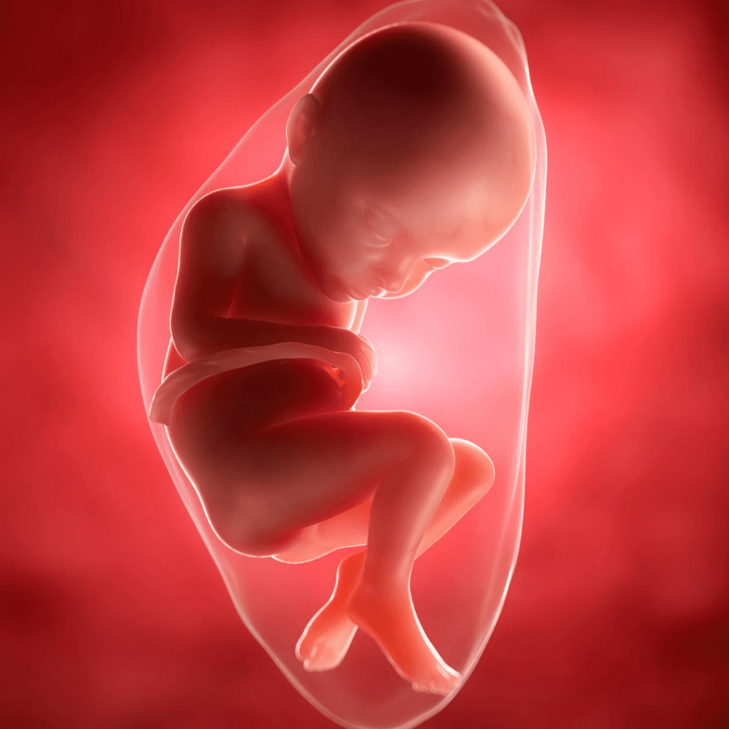 Exterogestação - Blog - bebechegou.com